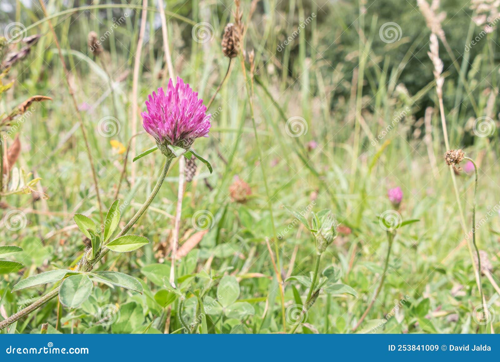 Common Mullein Plant Growing Outdoors Verbascum Stock Image - Image of ...