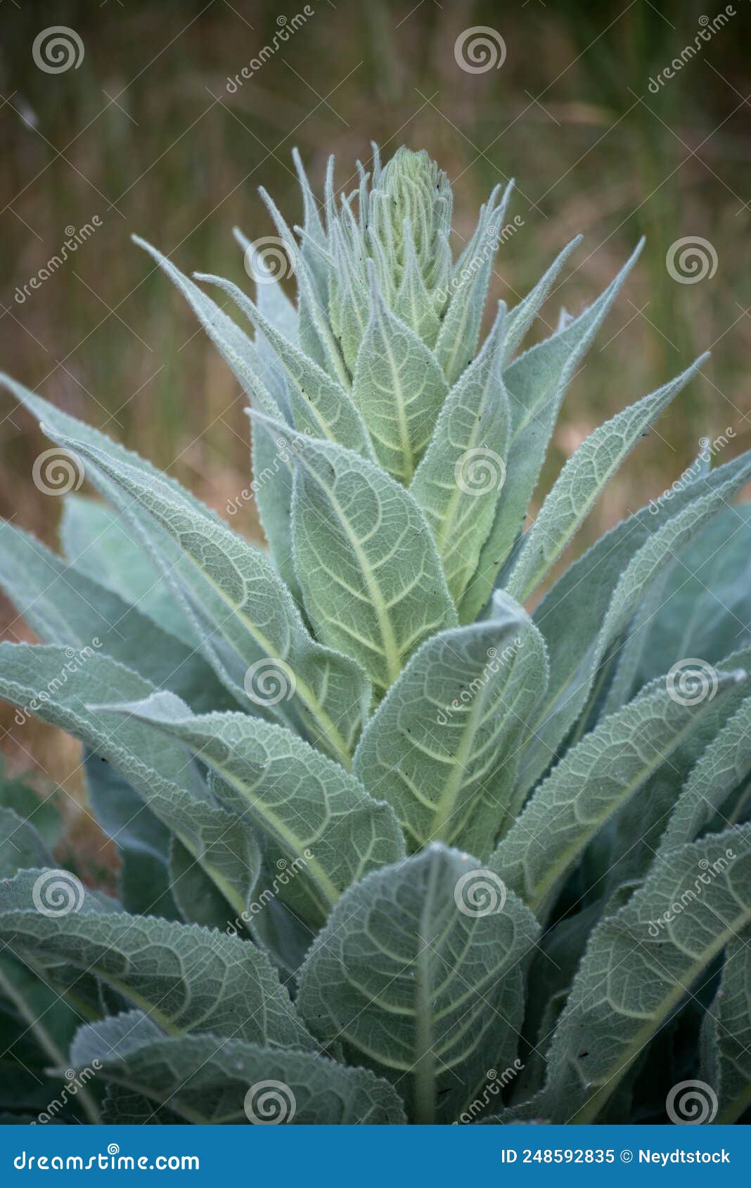 Common Mullein Plant in a Meadow Stock Image - Image of family ...