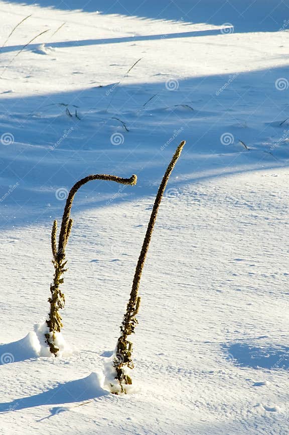 Common Mullein in Snow stock image. Image of plant, shadow - 1436523