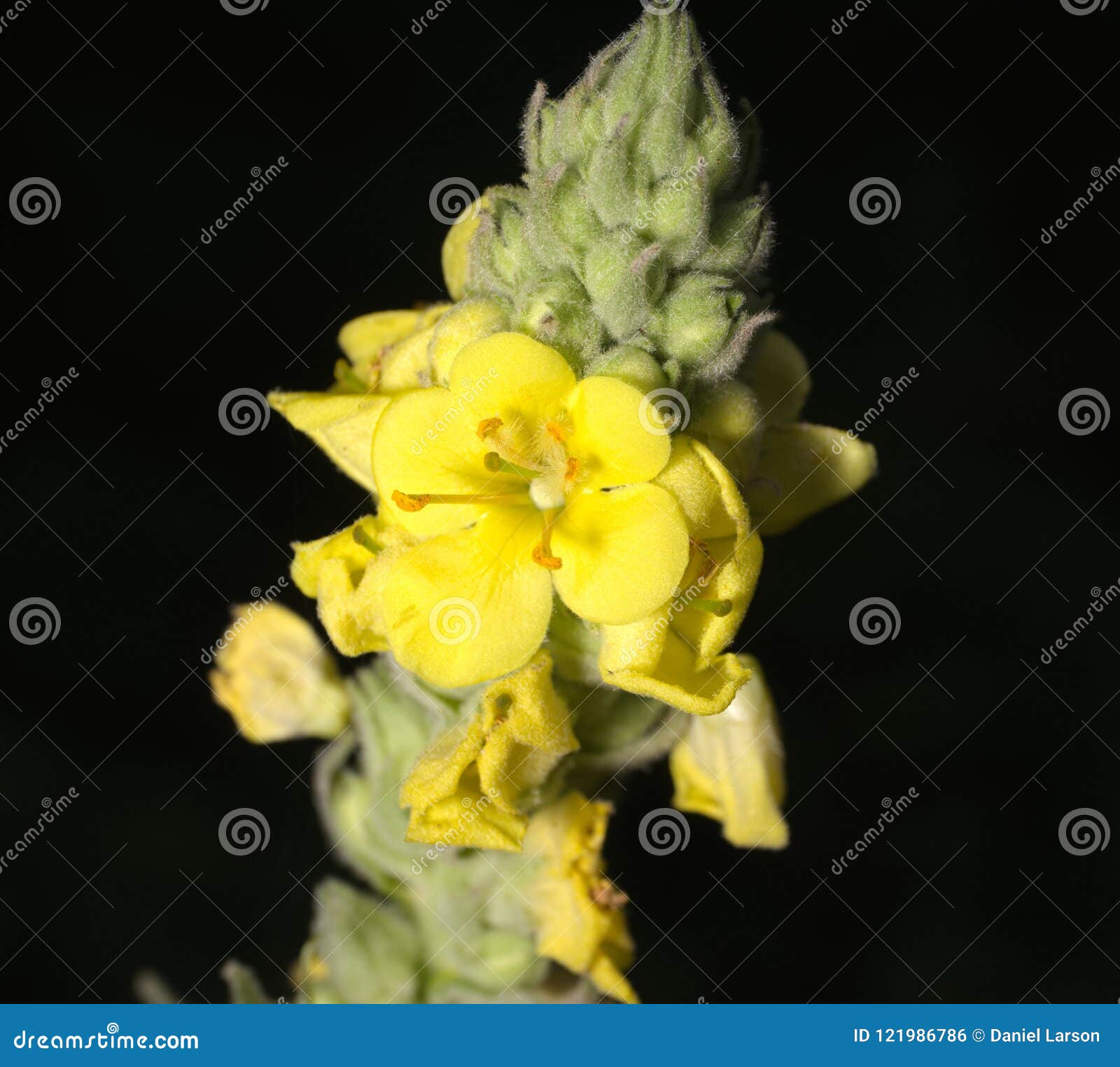 Common mullein stock photo. Image of bloom, yellow, common - 121986786