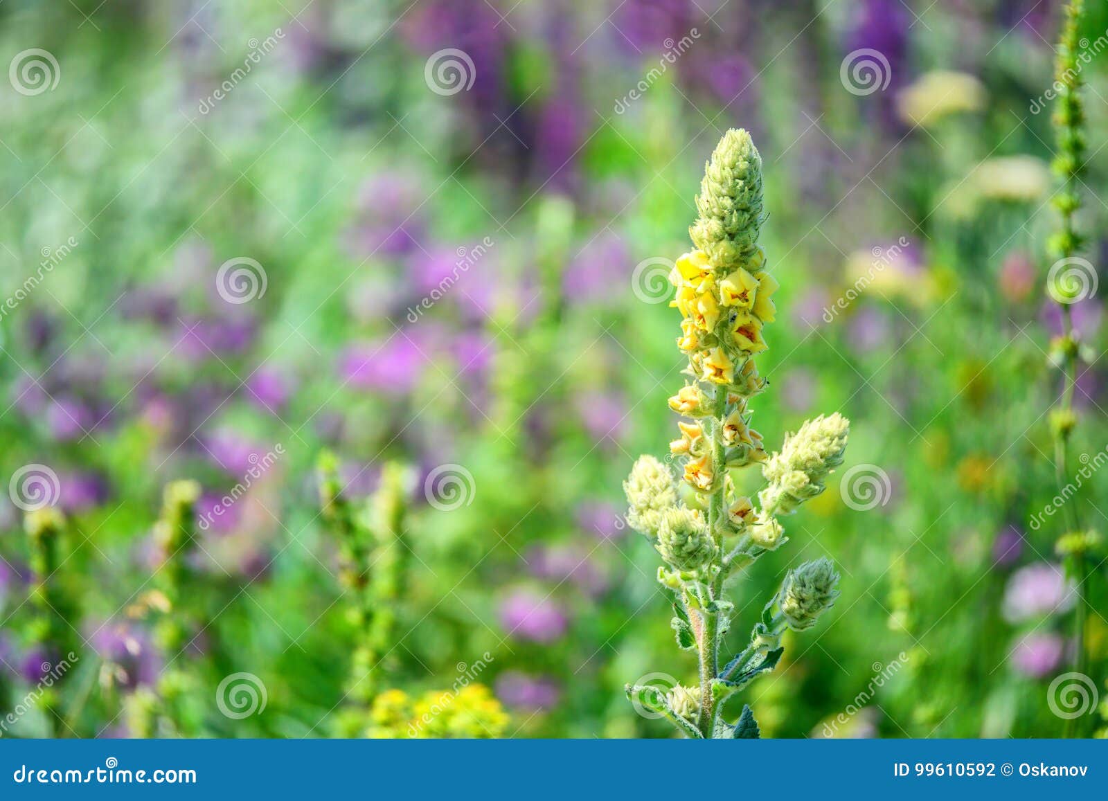 Common Mullein or Verbascum Thapsus Flower Stock Photo - Image of ...