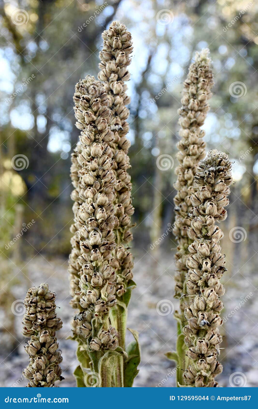 Common Mullein Verbascum Thapsus Stock Photo - Image of wildflowers ...