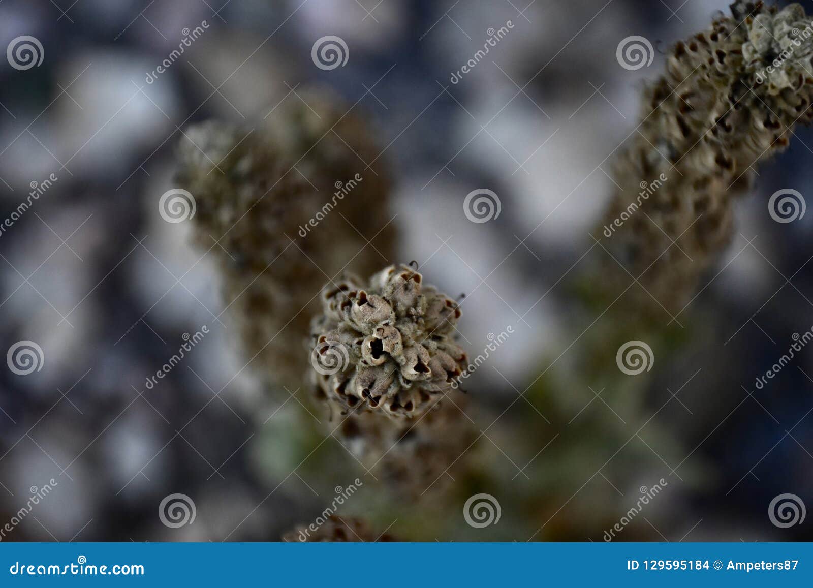 Common Mullein Verbascum Thapsus Stock Photo - Image of wild, weeds ...