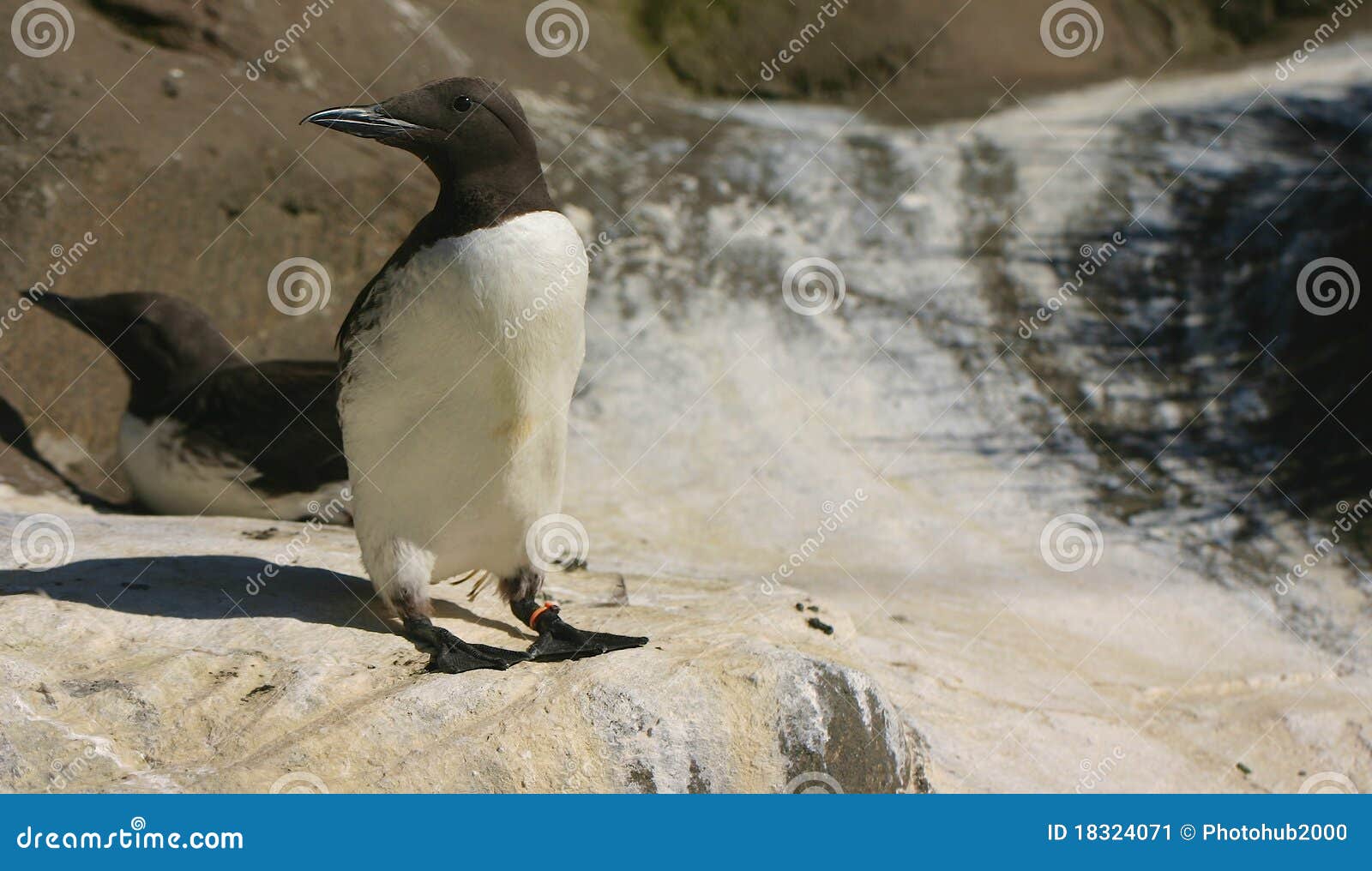 Common Murre stock image. Image of common, birds, pacific - 18324071