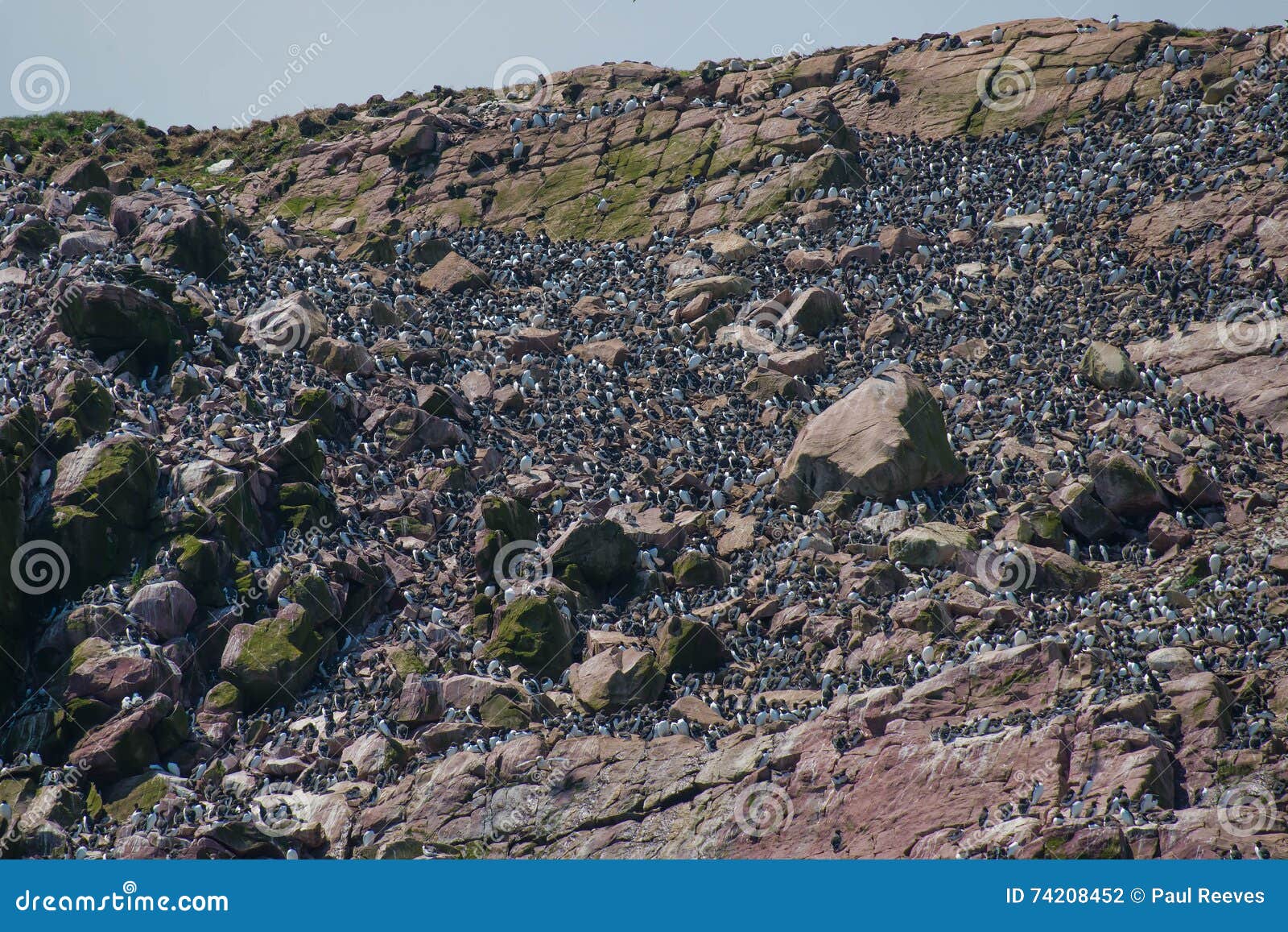 Common Murre - Uria aalge stock photo. Image of wildlife - 74208452