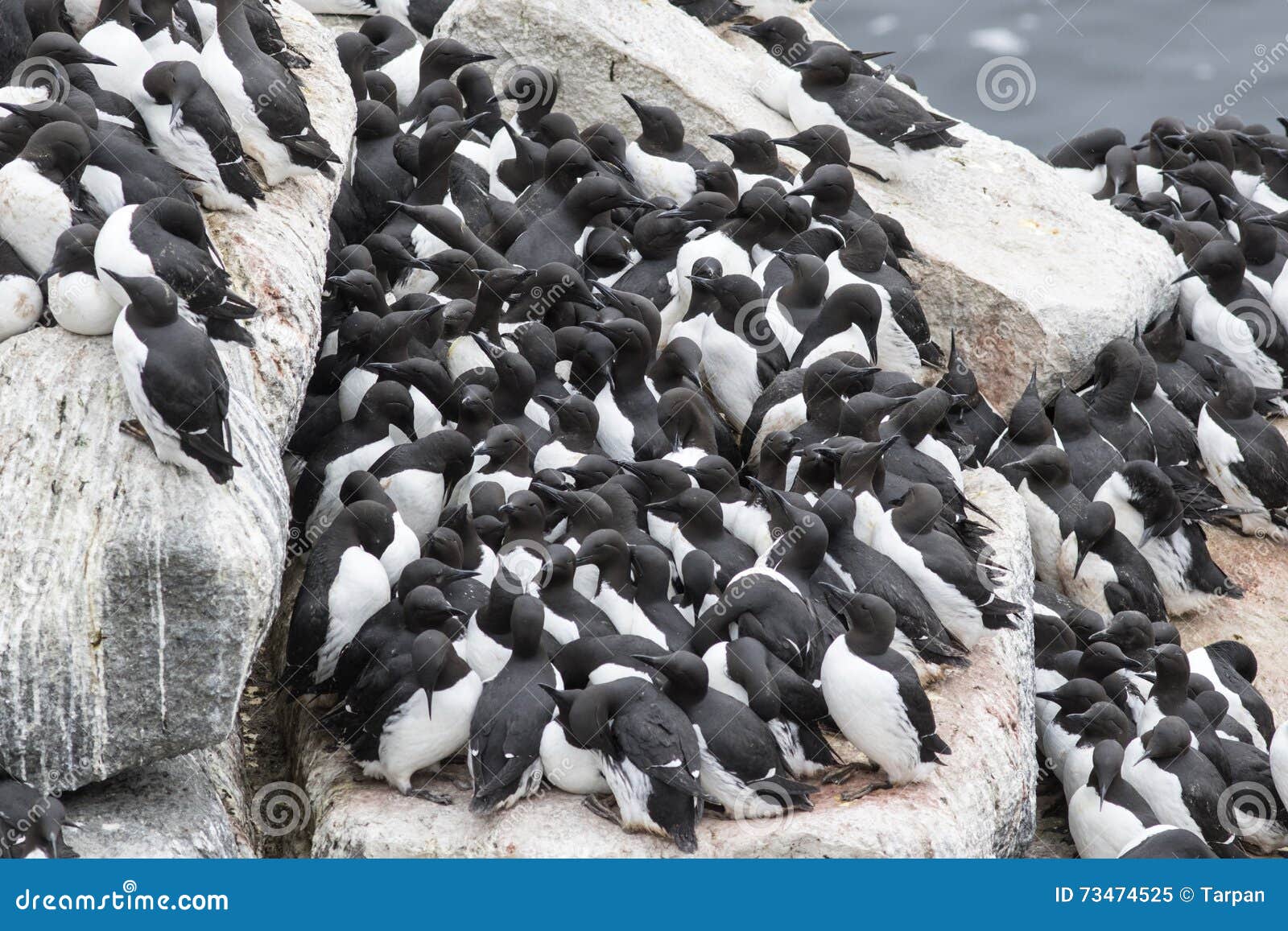 Common Murre Colony on a Rocky Shelf of the Pacific Stock Image - Image ...
