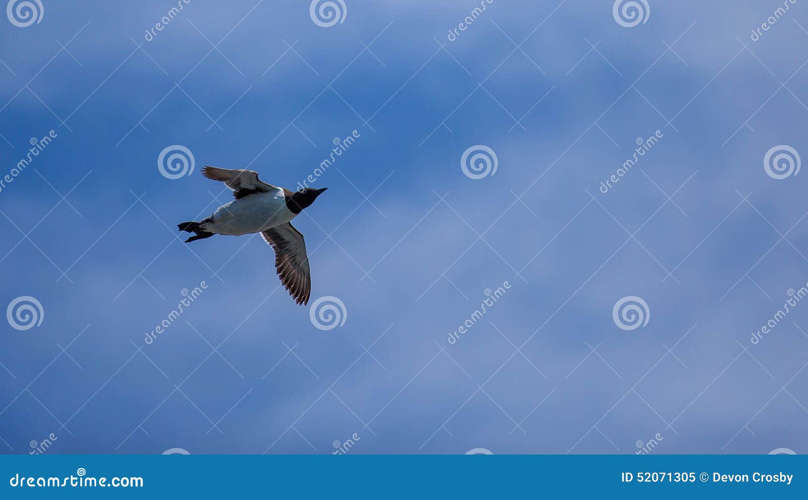 Common Murre flying stock image. Image of places, wildlife - 52071305