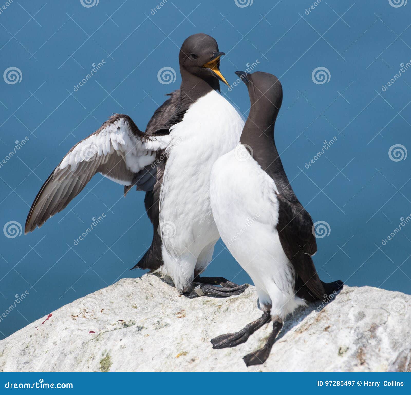Common Murre stock image. Image of acadia, burrowing - 97285497