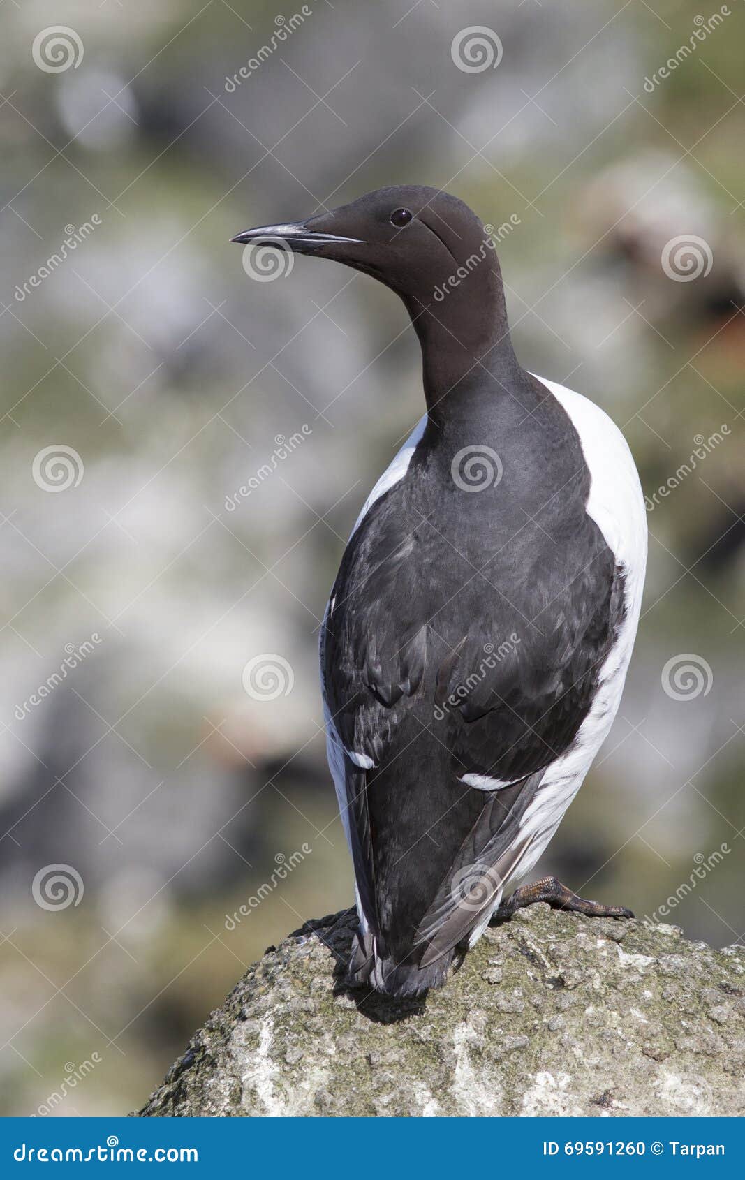 Common Murre On Heligoland Royalty-Free Stock Image | CartoonDealer.com ...