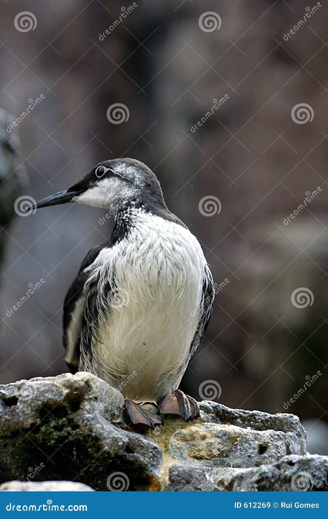 Common murre (Uria aalge) stock image. Image of vertebrata - 612269