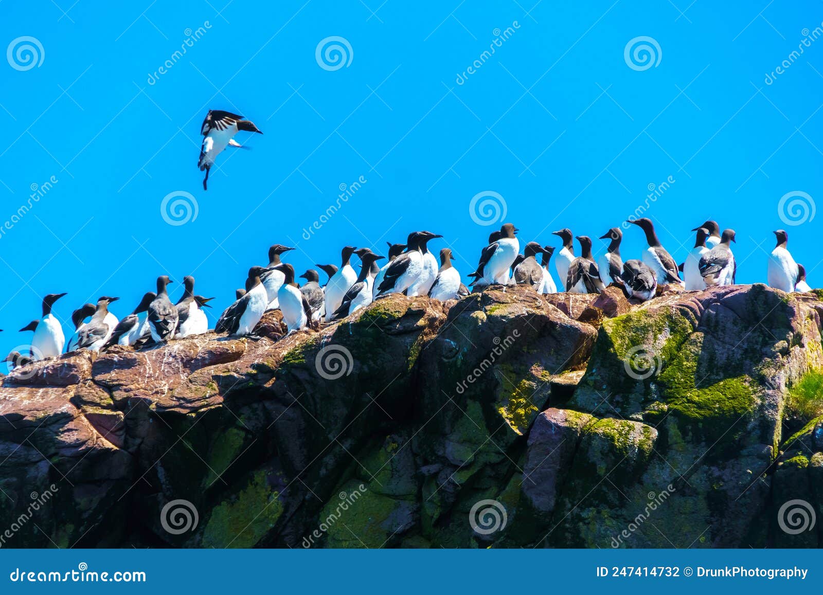 Single Common Murres Flying into Flock of Other Murres Landing on a ...