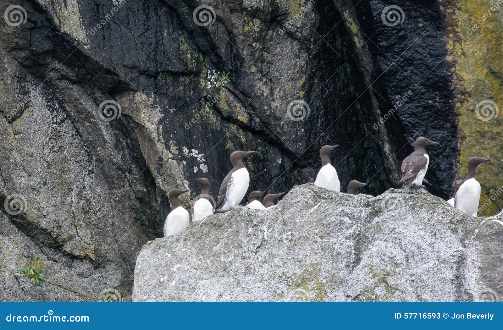 Common Murrs on Ledge stock image. Image of green, beak - 57716593