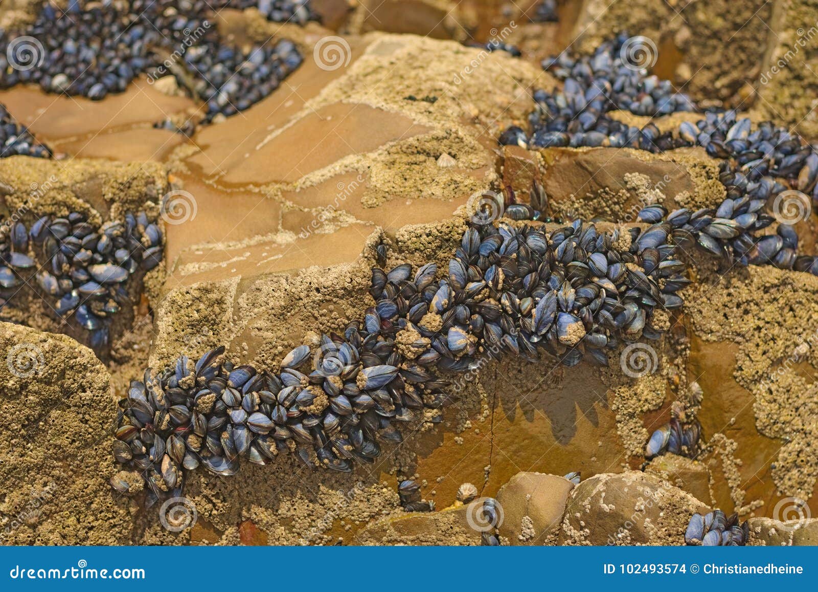 Common mussels on rock stock photo. Image of brown, beach - 102493574