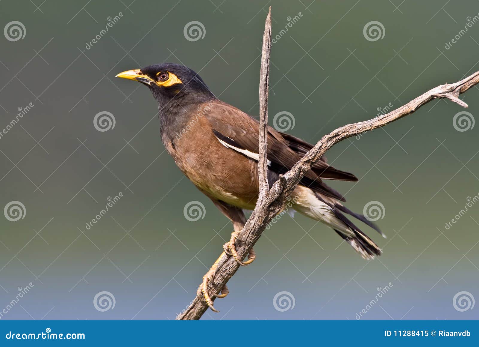 Common Myna stock image. Image of outdoors, west, fauna - 11288415