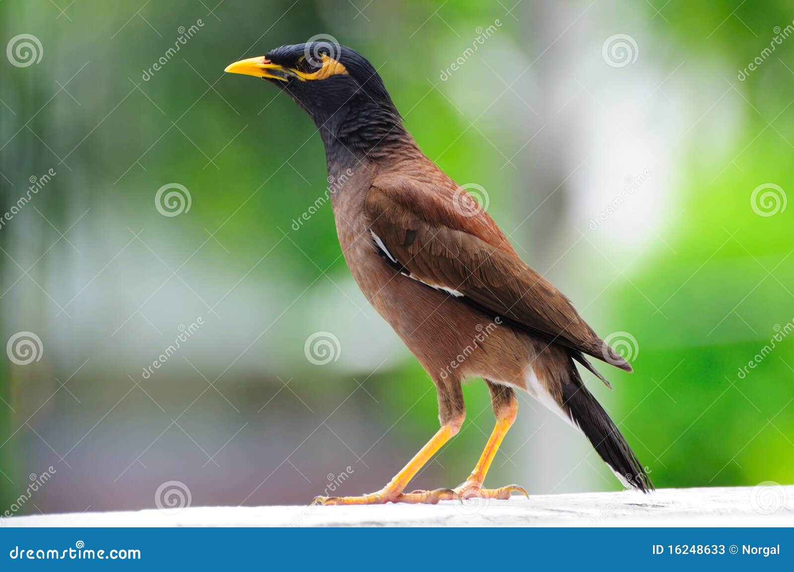 Common Myna stock image. Image of thailand, tristis, asian - 16248633