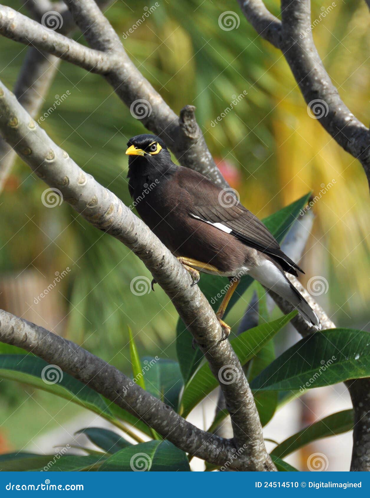 Common myna stock photo. Image of black, mynah, wing - 24514510