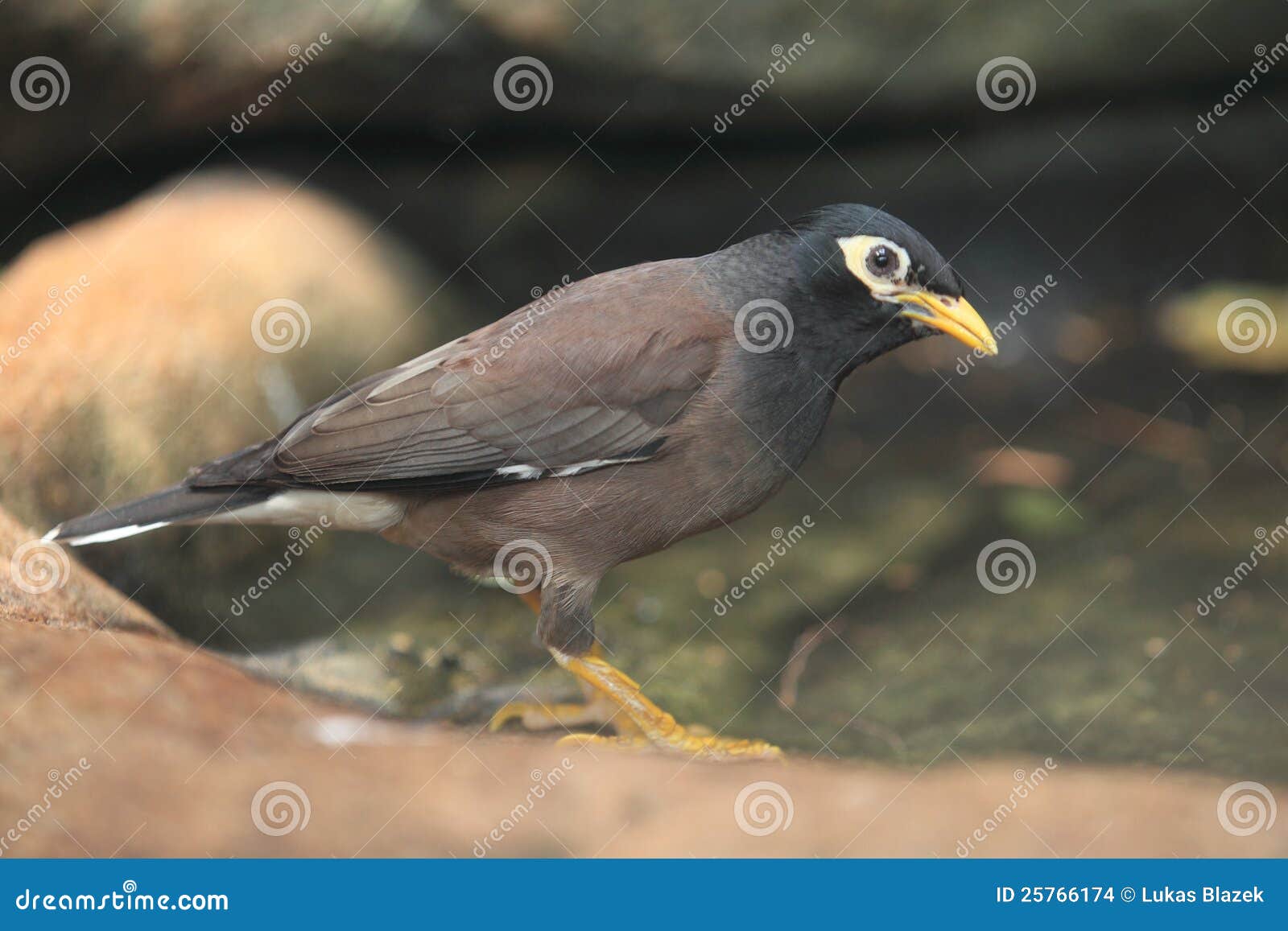 Common myna stock photo. Image of animal, bird, tristis - 25766174