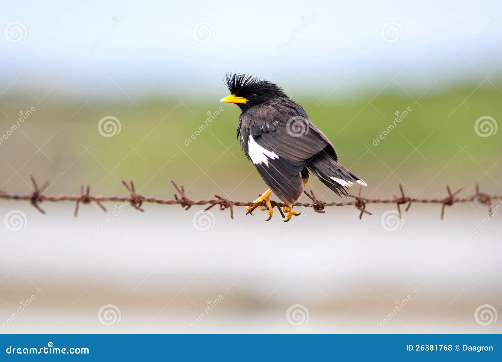Common Myna stock photo. Image of animal, feather, tristis - 26381768