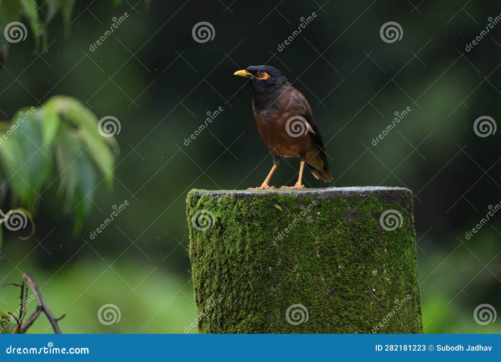 Common myna stock image. Image of wildlife, wing, yellow - 282181223