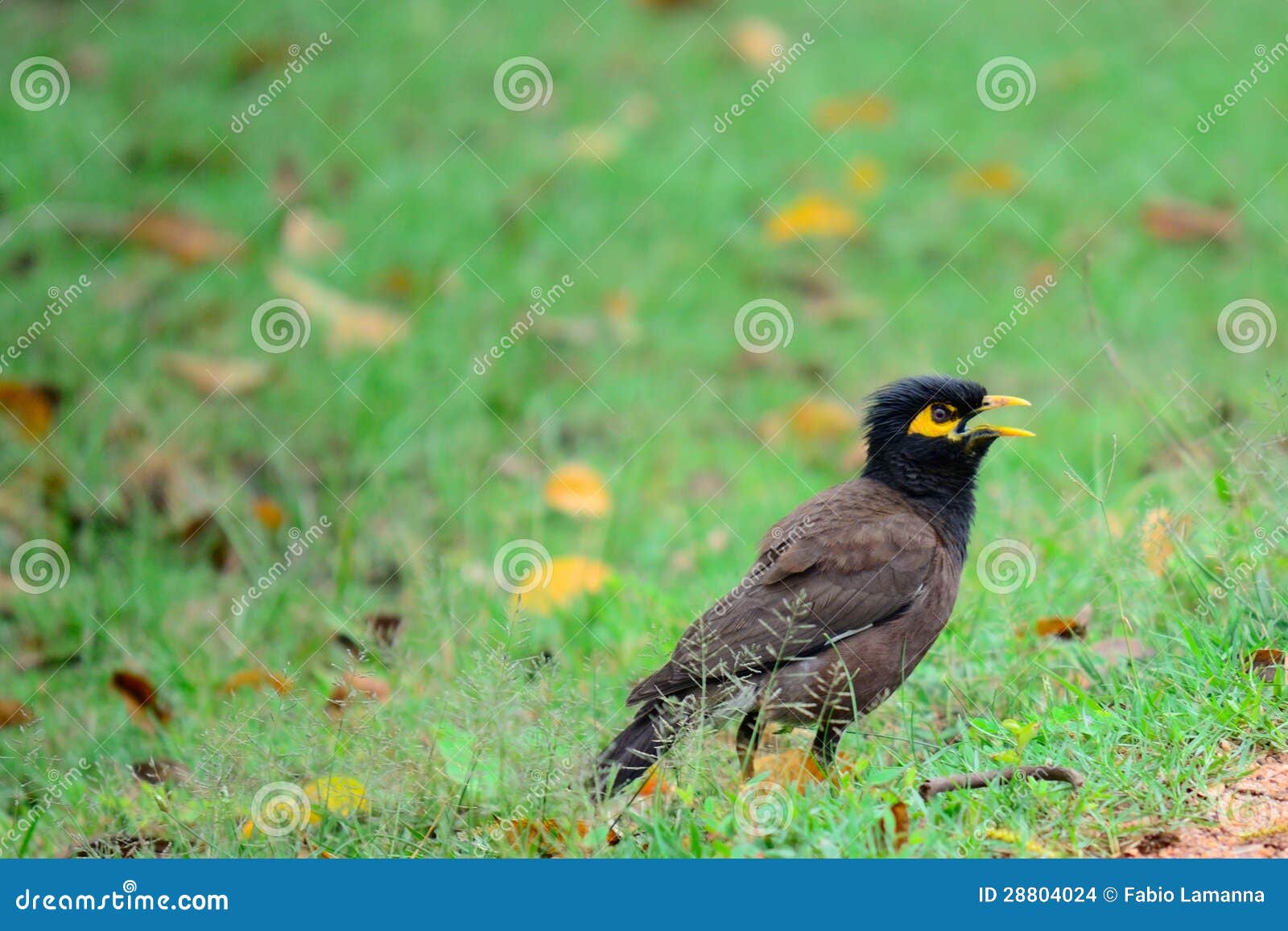 Common Myna stock photo. Image of animals, bird, feather - 28804024