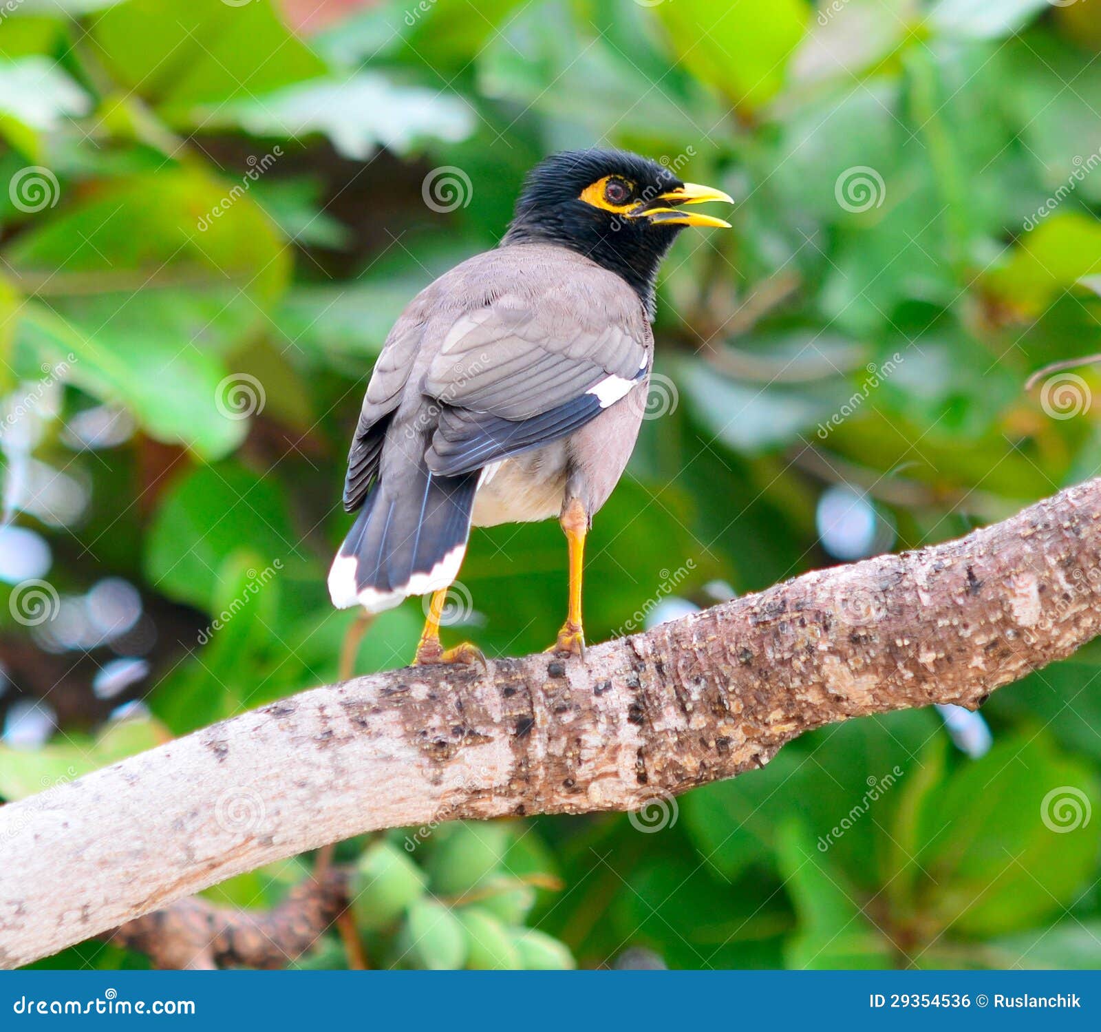 Common myna stock photo. Image of isolated, animal, tristis - 29354536