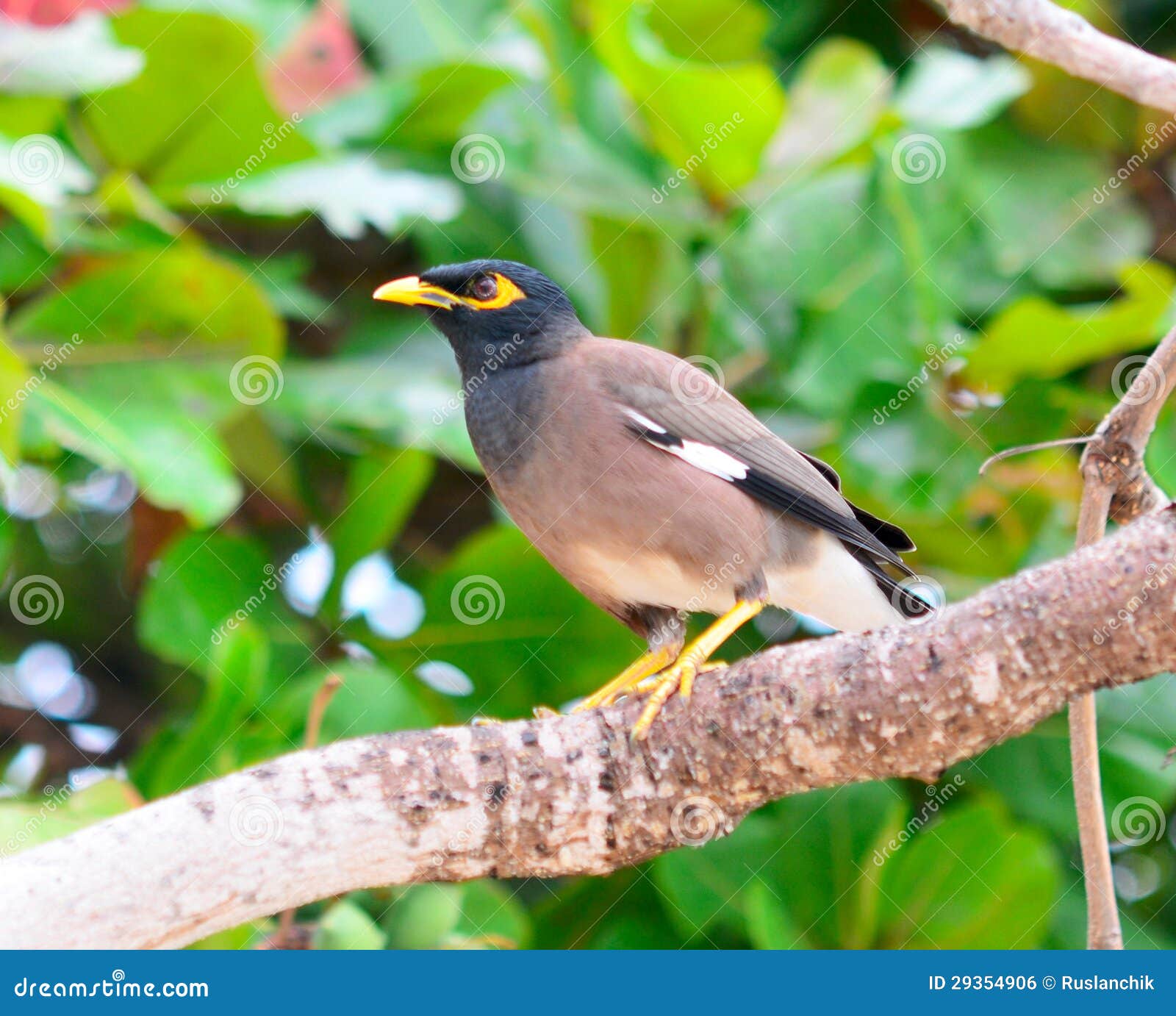 Common myna stock photo. Image of white, starling, animal - 29354906