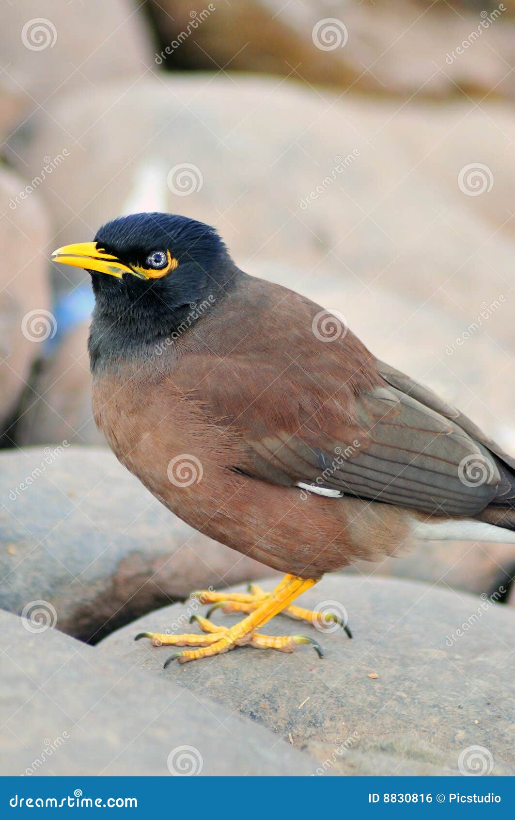 Common myna stock photo. Image of pacific, sunny, shorebird - 8830816