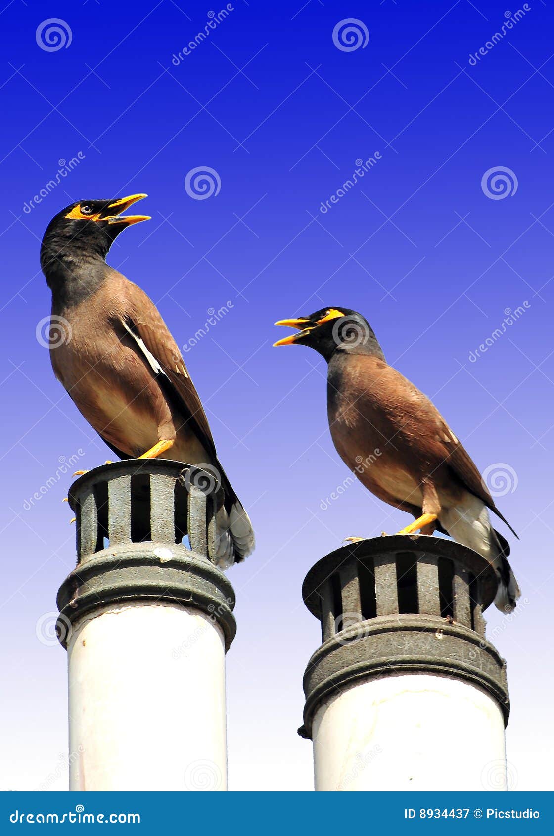 Common myna stock image. Image of shorebird, specie, invasive - 8934437