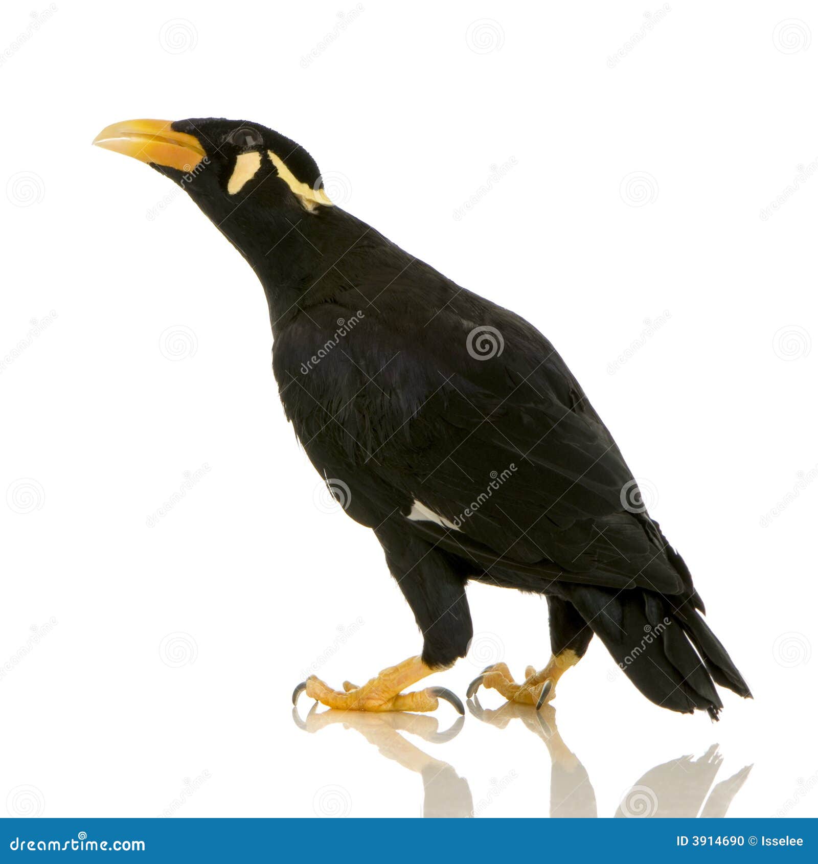 Common Myna - Acridotheres Tristis Stock Photo - Image of passerine ...