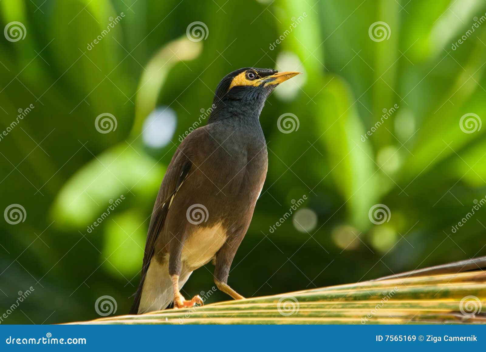 Common Myna (Acridotheres Tristis) Stock Image - Image of srilanka ...