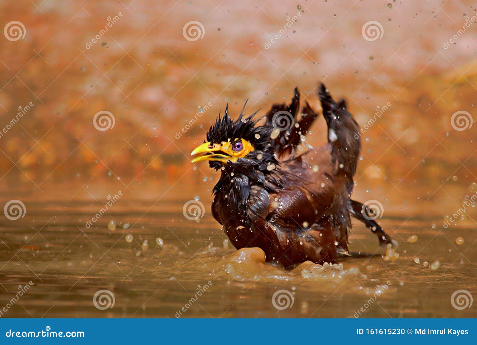Common Myna Bathing in the Puddle Water Stock Photo - Image of puddle ...