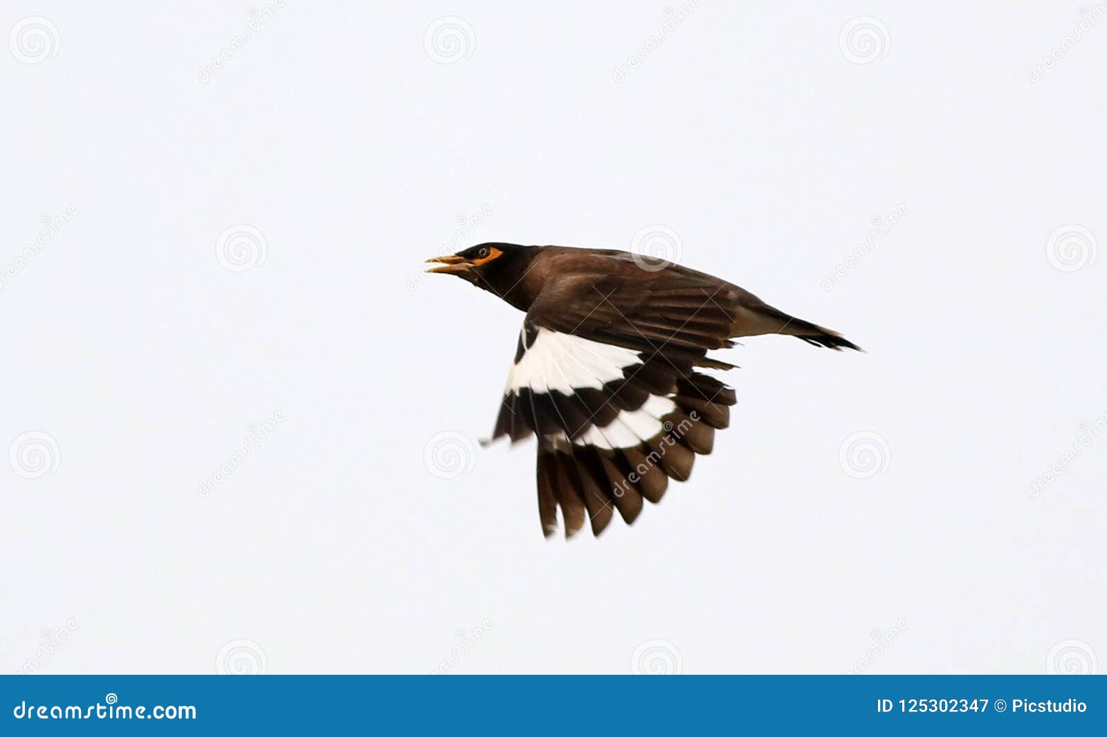 Common myna stock image. Image of feathers, wild, light - 125302347