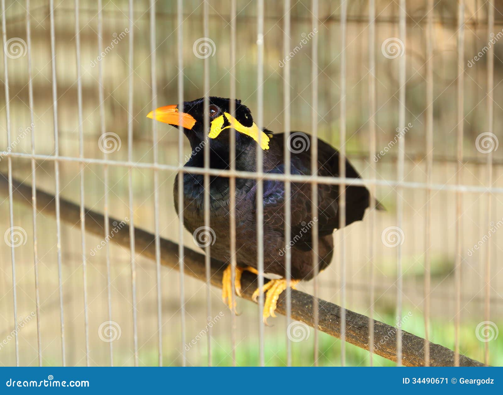 Common Myna Bird (Acridotheres Tristis) Stock Image - Image of common ...
