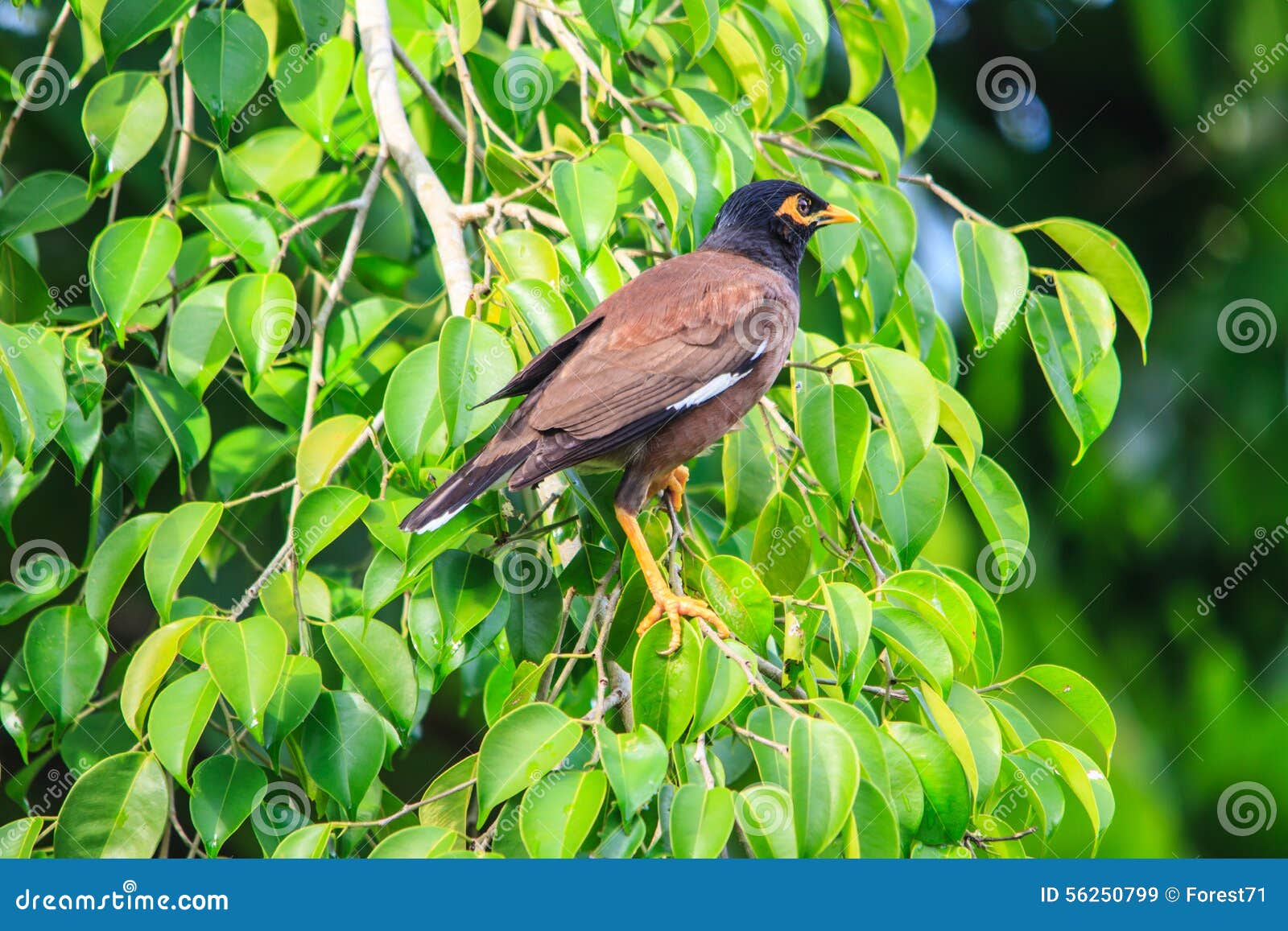 Common Myna bird stock image. Image of myna, brown, eating - 56250799