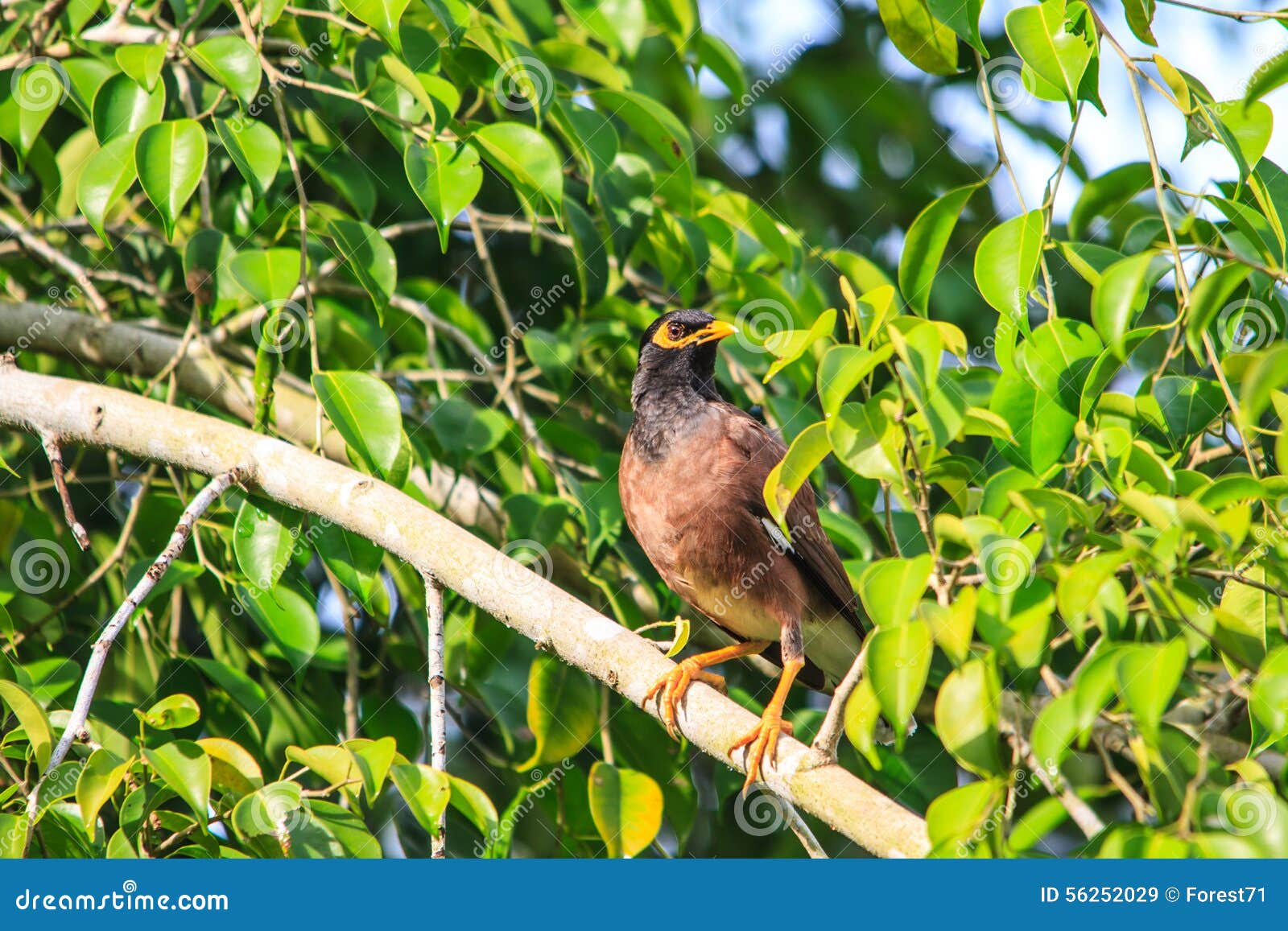 Common Myna bird stock image. Image of nature, eating - 56252029