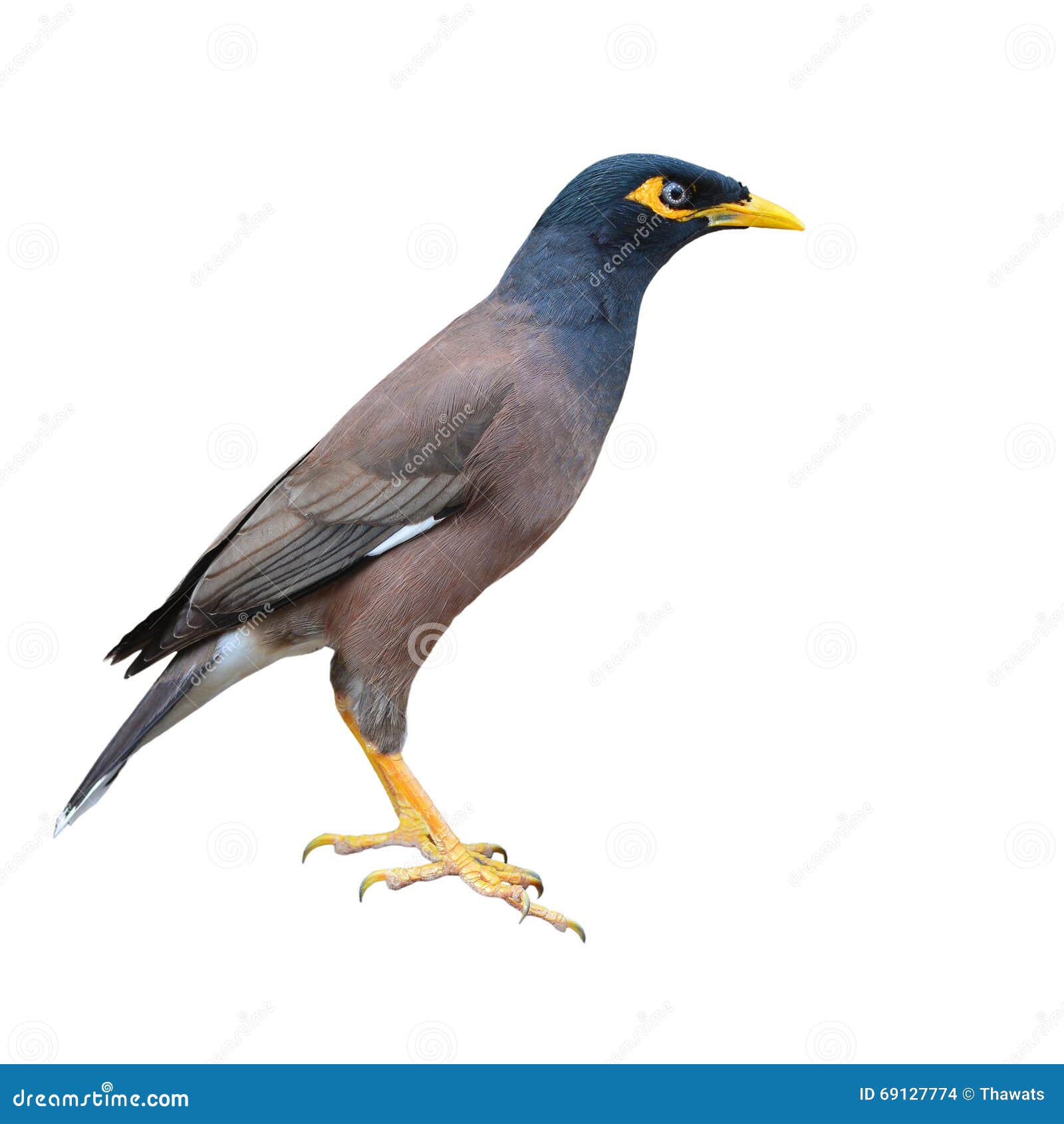Common myna bird stock photo. Image of fauna, animal - 69127774