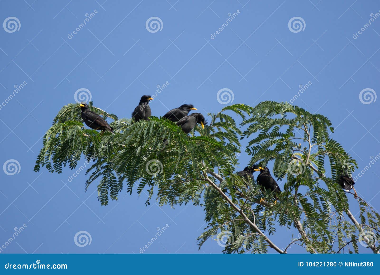 Common Myna Bird on Big Tree Stock Photo - Image of wild, nature: 104221280