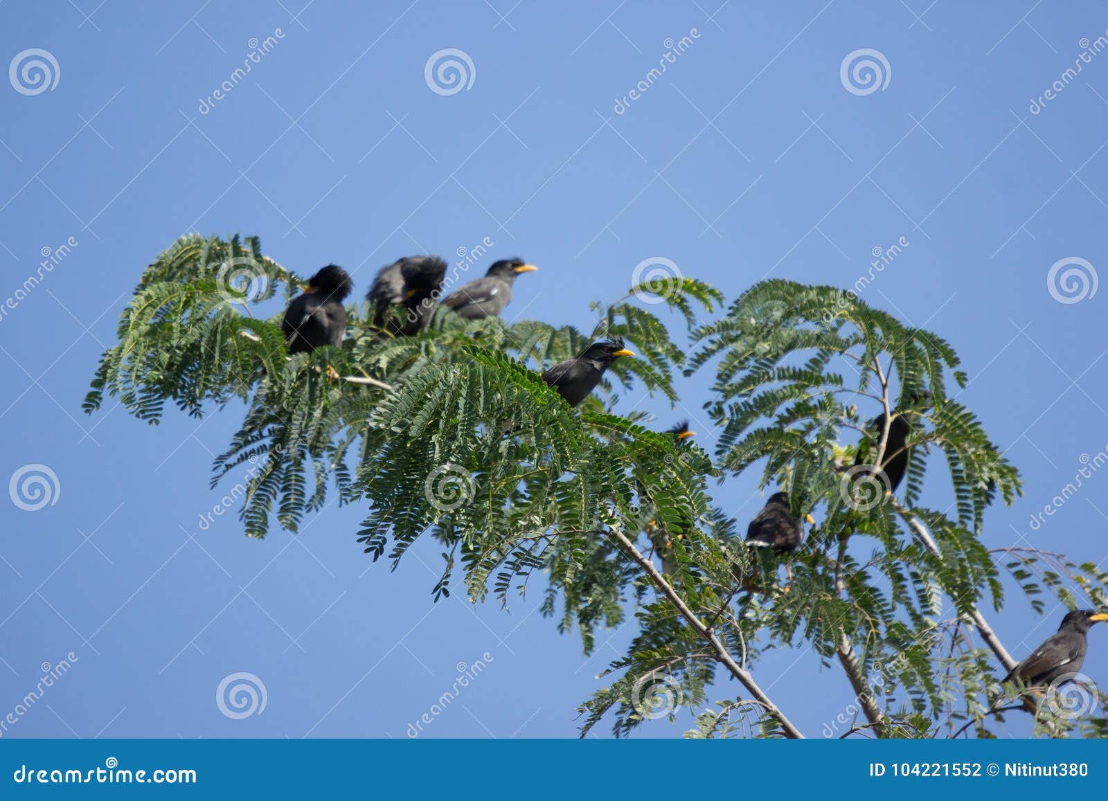 Common Myna Bird on Big Tree Stock Photo - Image of myna, feathers ...