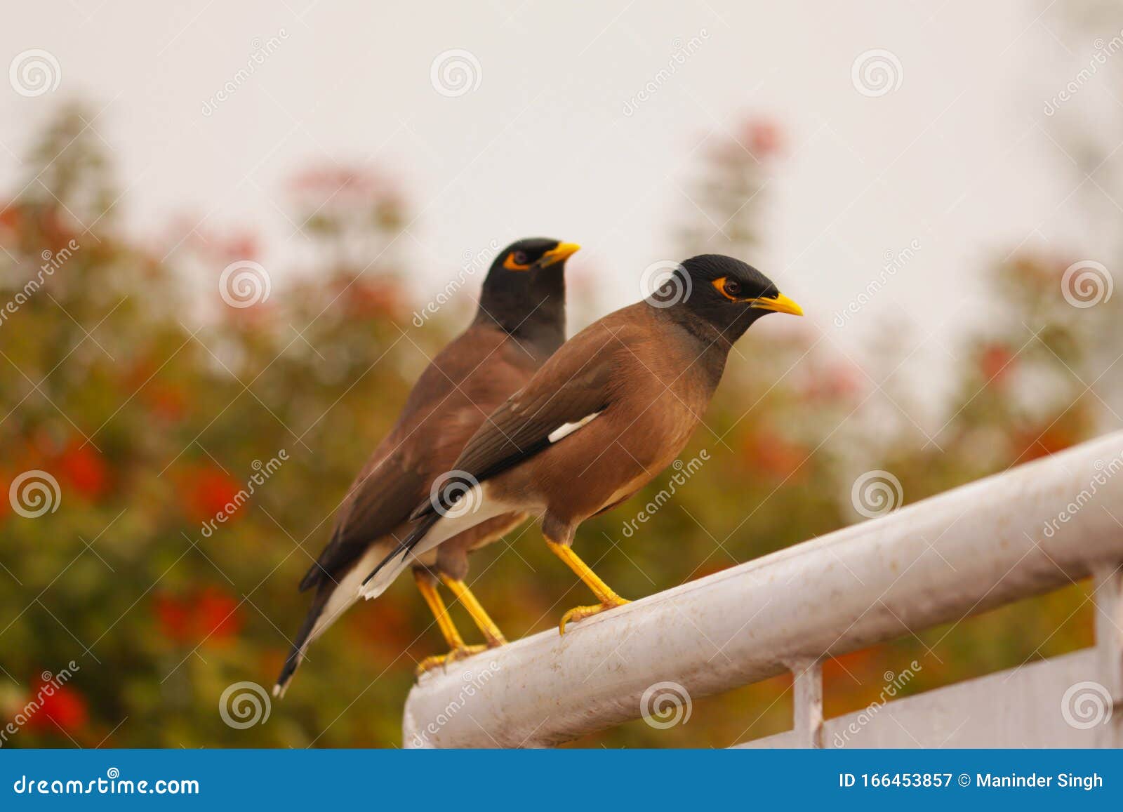 Common myna bird. stock image. Image of spring, dark - 166453857