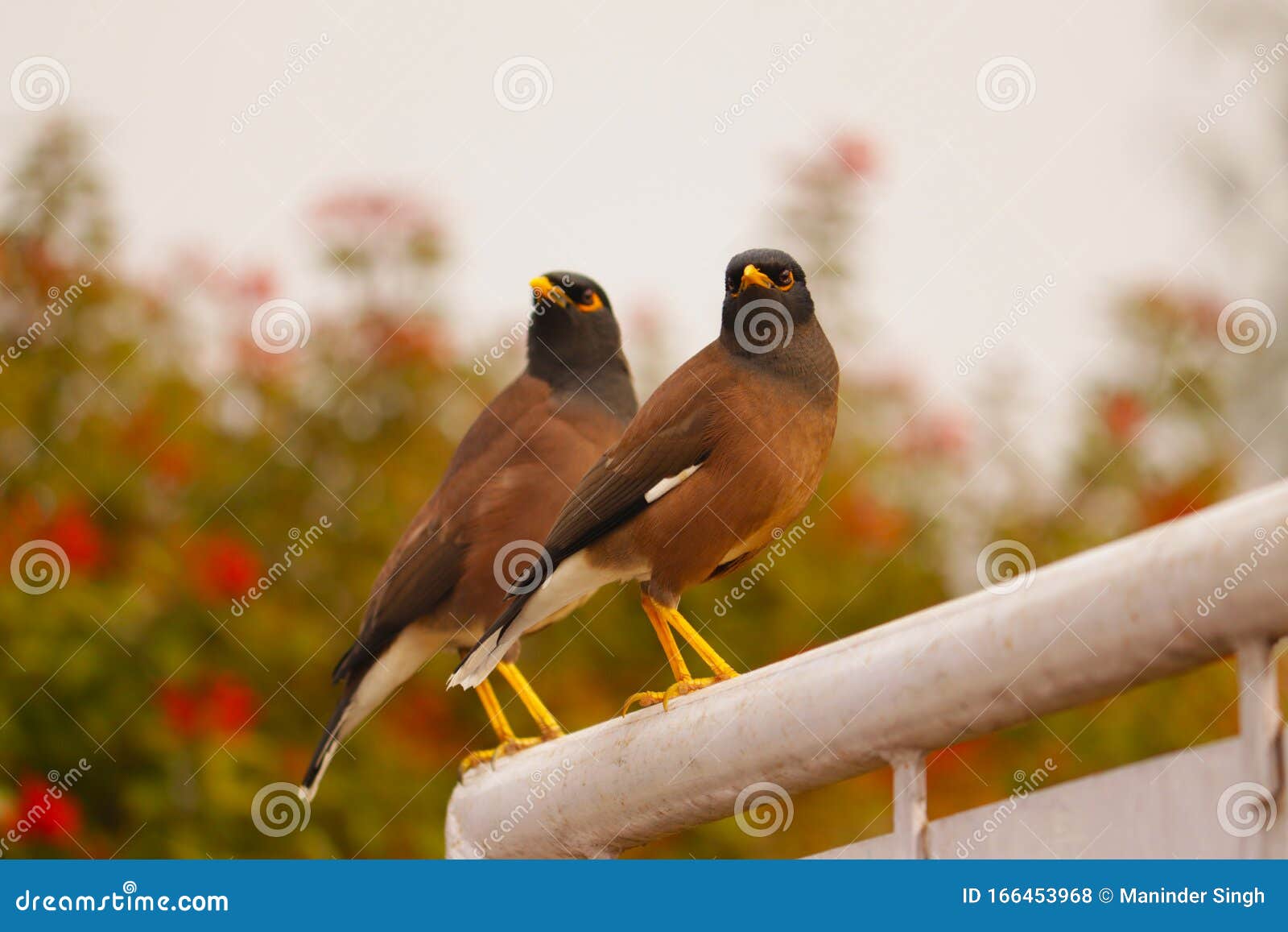 Common myna bird. stock photo. Image of utrillo, common - 166453968