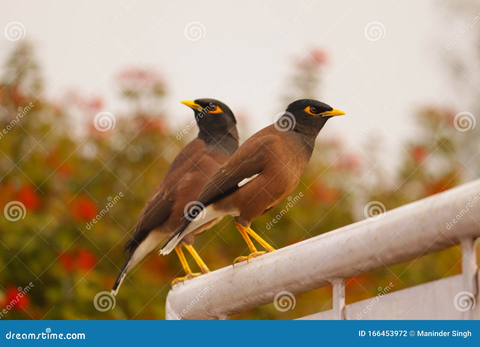Common myna bird. stock photo. Image of marigold, dark - 166453972