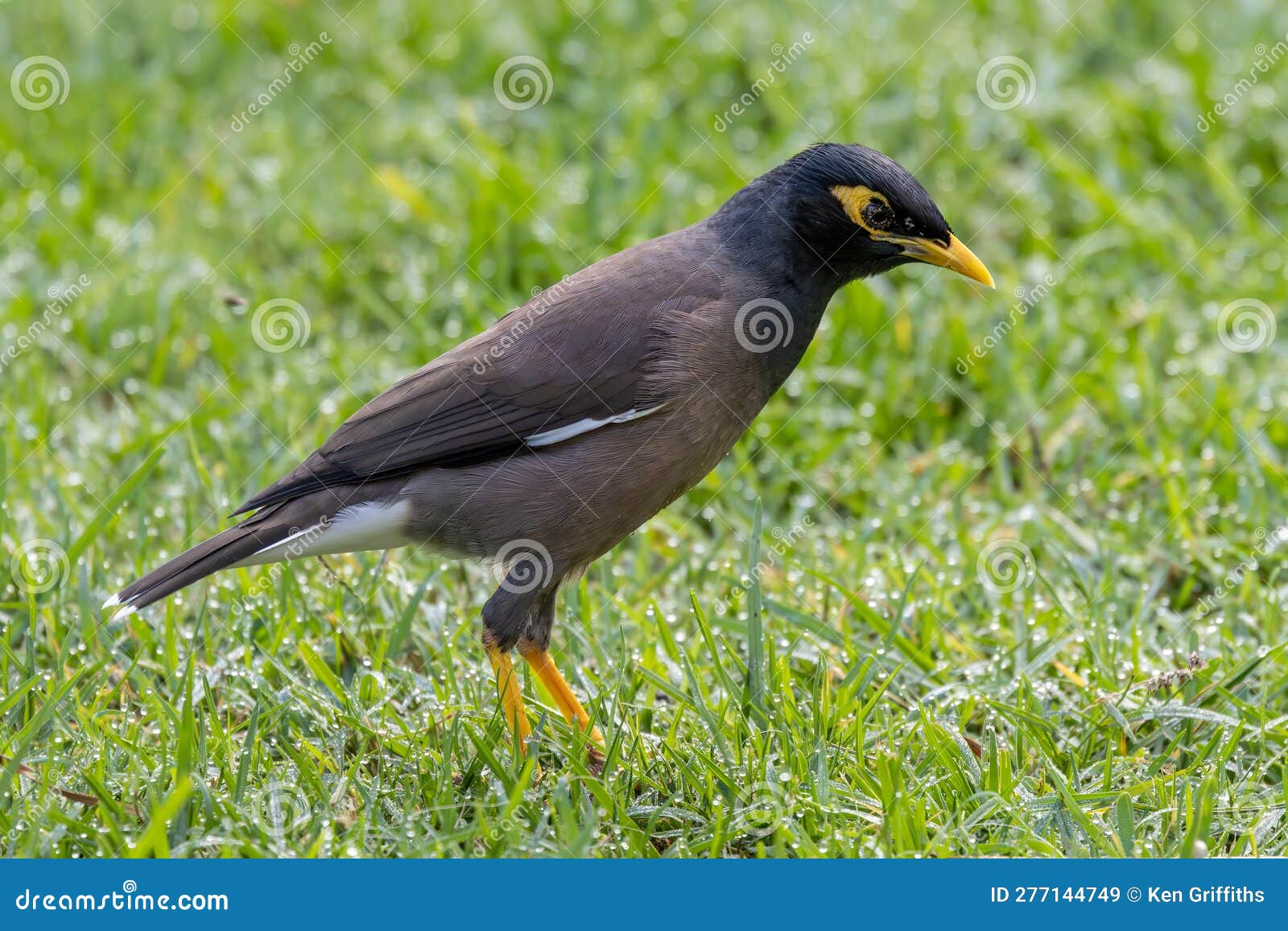 Common Myna bird stock image. Image of feral, bird, introduced - 277144749