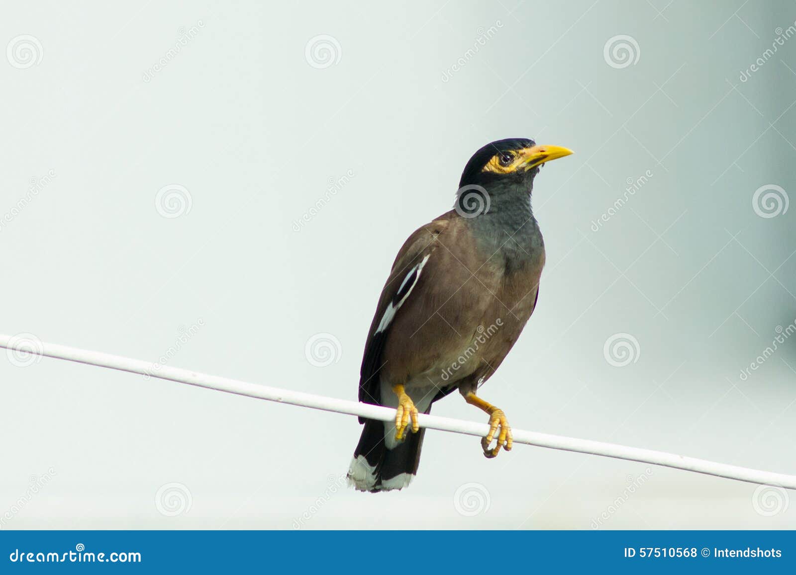 Bird Leaning Down Beneath A Twig Of A Plant In An Attractive Stance ...