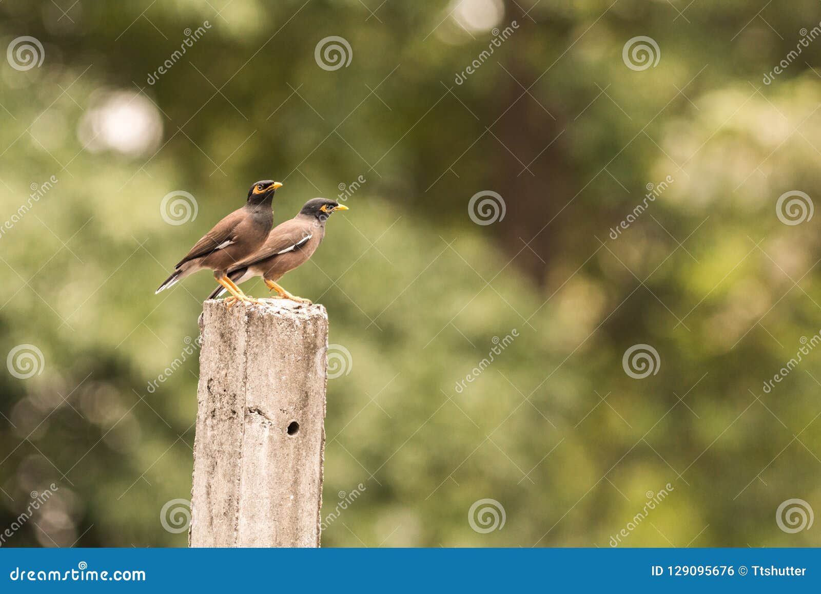 The common Myna. stock photo. Image of national, background - 129095676
