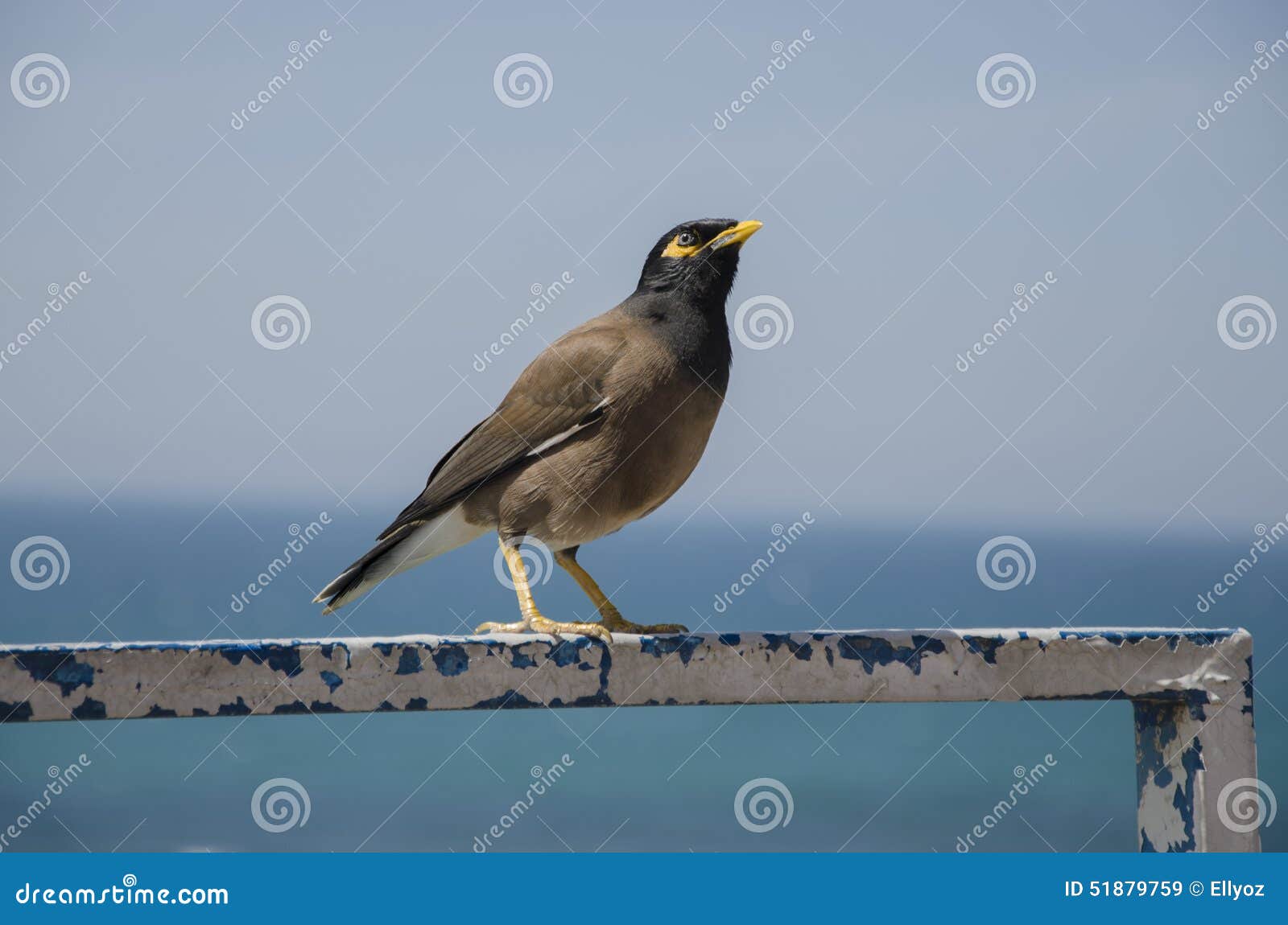 Common Myna stock image. Image of myna, wild, little - 51879759