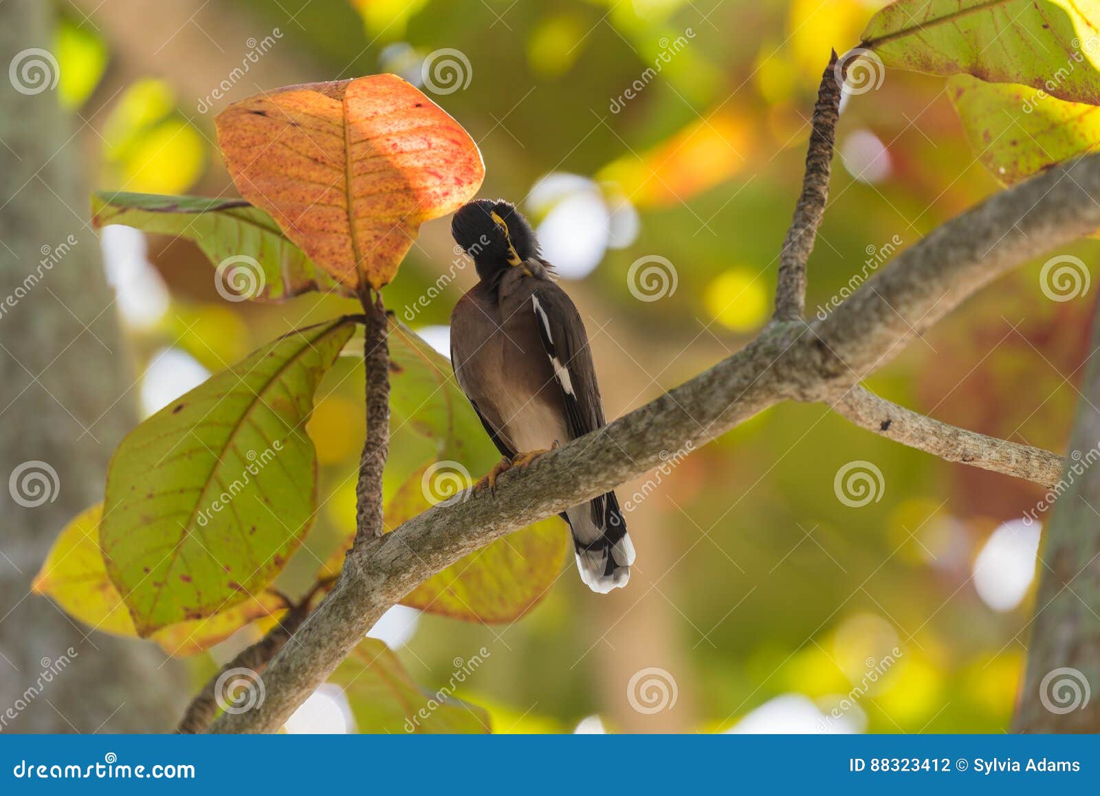 Common myna stock photo. Image of green, insectivorous - 88323412
