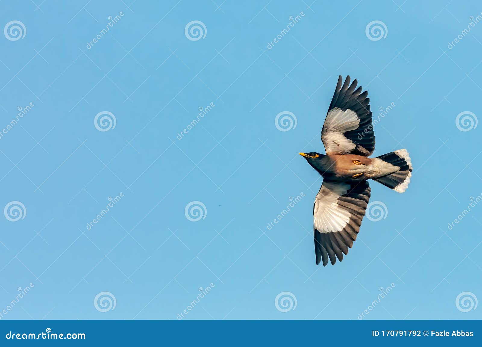 Common myna stock photo. Image of wings, wild, common - 170791792