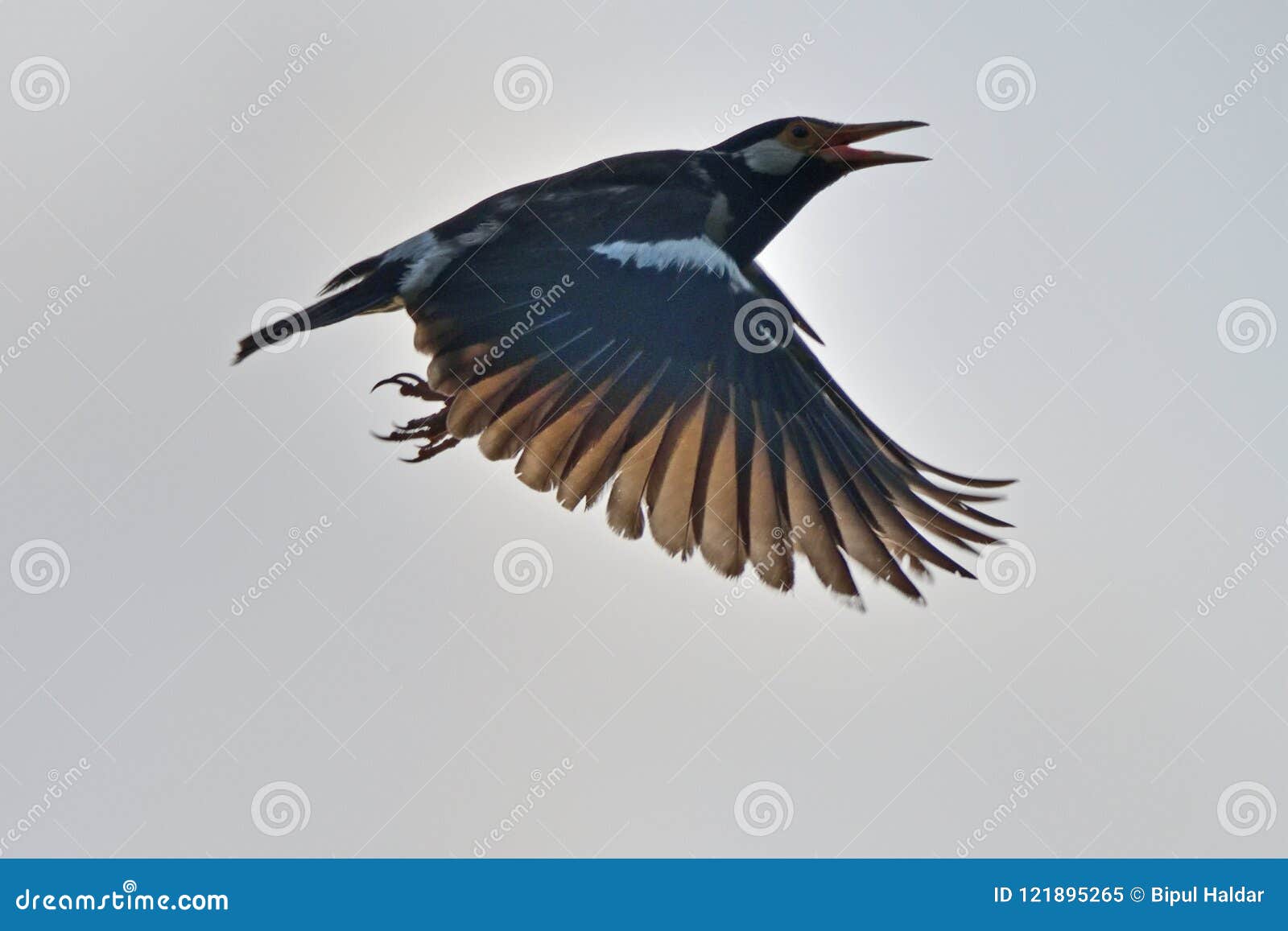 A Common Myna in a flight stock image. Image of birds - 121895265