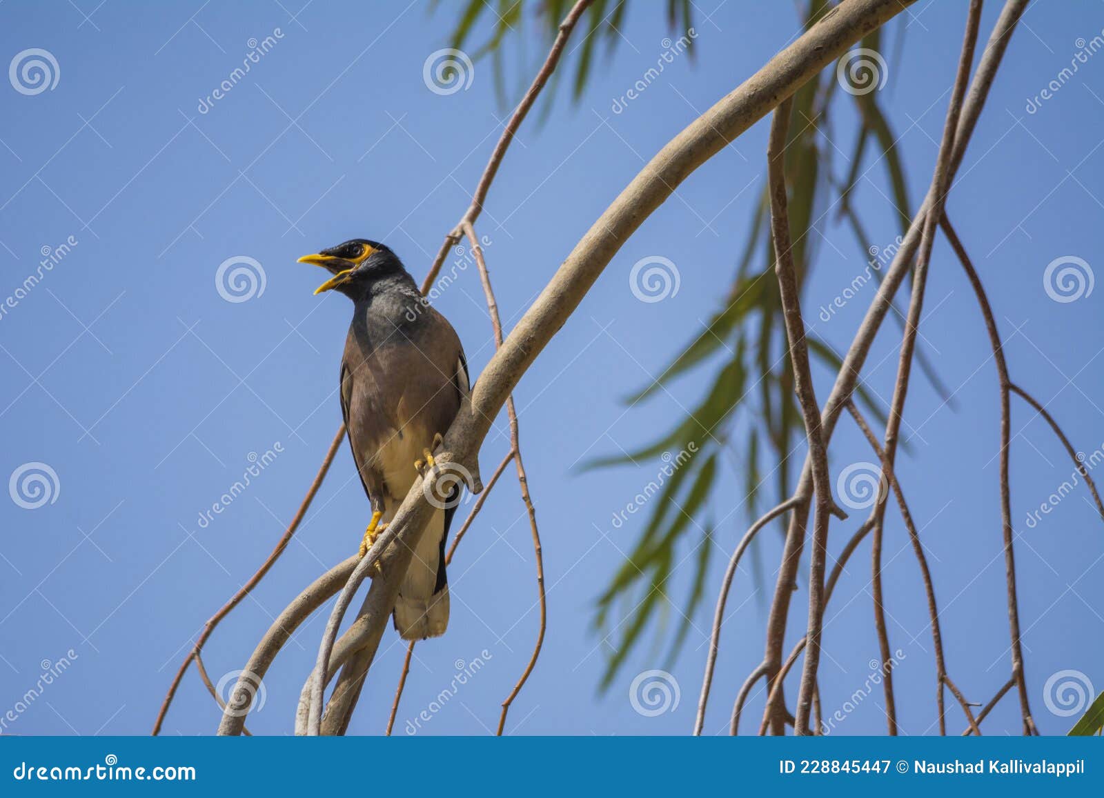 Common myna image stock image. Image of beak, bird, nature - 228845447