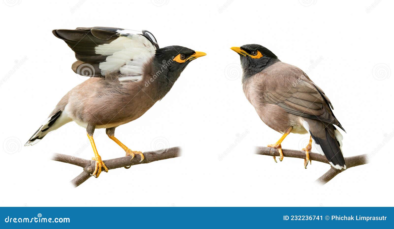 Common Myna Isolated on White Background Stock Image - Image of sweet ...
